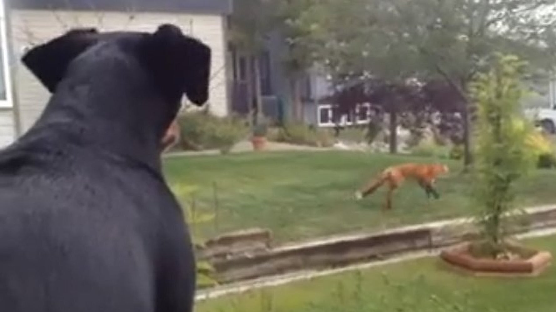 Playful Fox Annoys Dog In Whitehorse (VIDEO) | HuffPost null