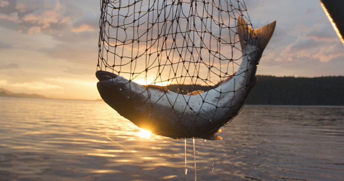 Despite Fukushima, Scientists Say Eating West Coast Fish is Safe ...
