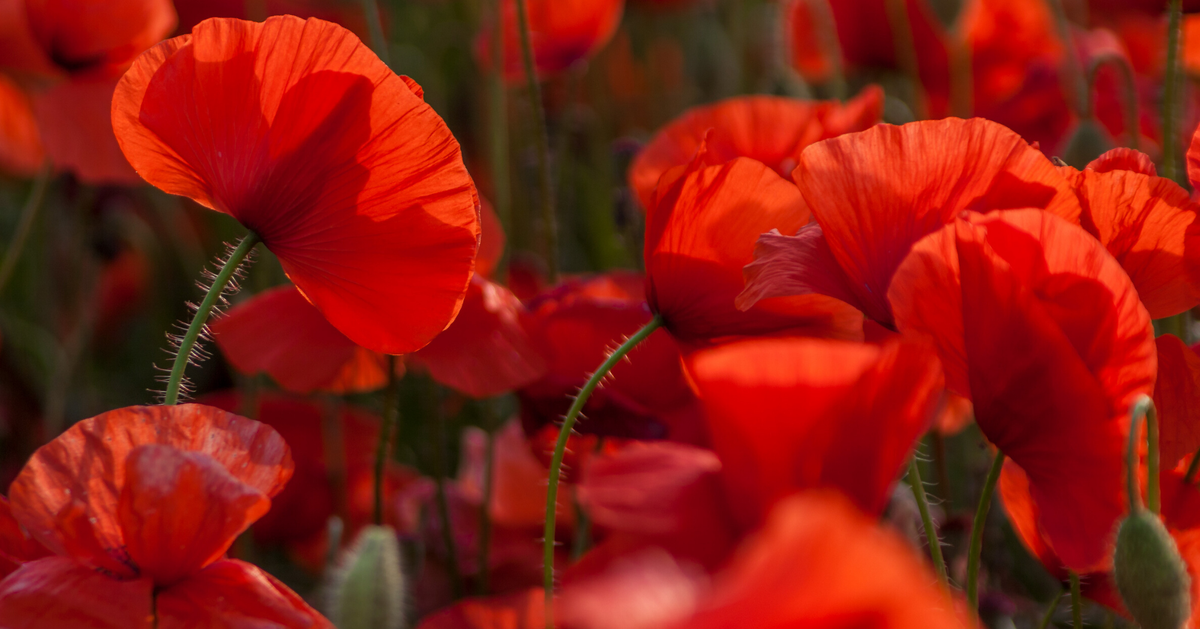 ️ Social Media Users Are Fuming Over A Rainbow Poppy Design | HuffPost News
