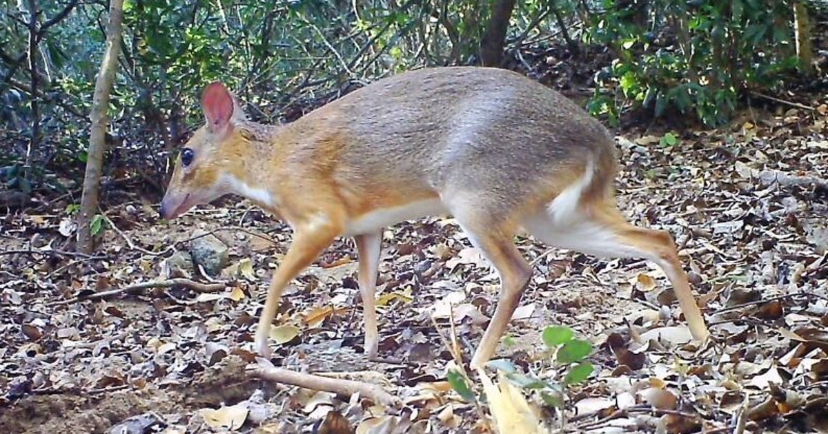 Mouse-Deer Species Thought To Be Extinct Rediscovered After 112 Years ...