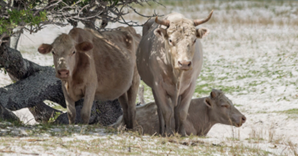 Cows Swept Off Coast During Hurricane Dorian Survive 'Gilligan's Island ...