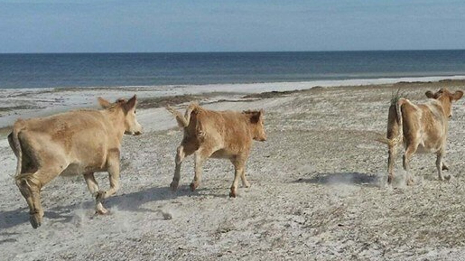 Cows Swept To Sea By Hurricane Dorian And Found On Island Are Finally ...