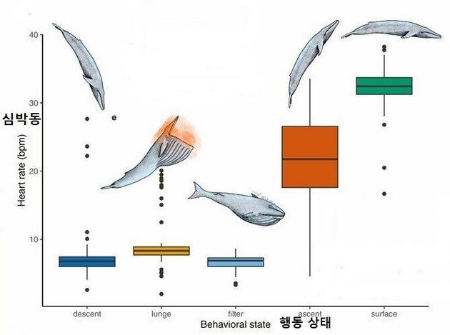 70톤의 대왕고래가 숨쉬는 방법 네이버 블로그 
