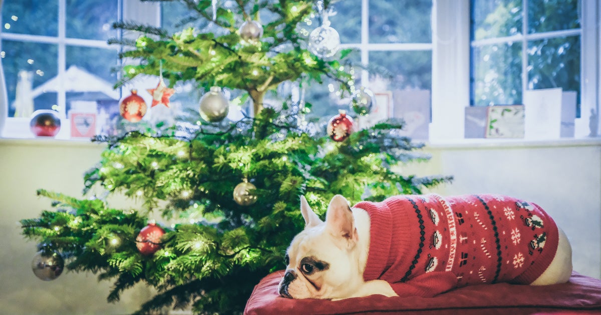 The 10 Best Christmas Jumpers For Dogs | HuffPost UK Life