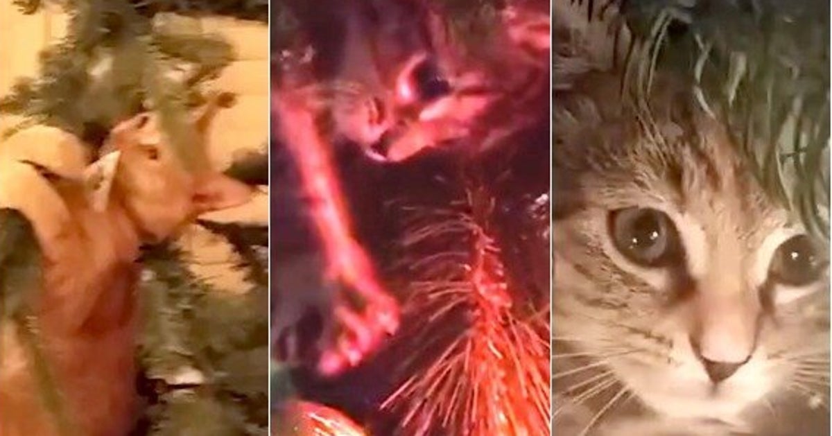 Cats Declare War On Christmas In Hilarious Supercut Of Feline Tree ...