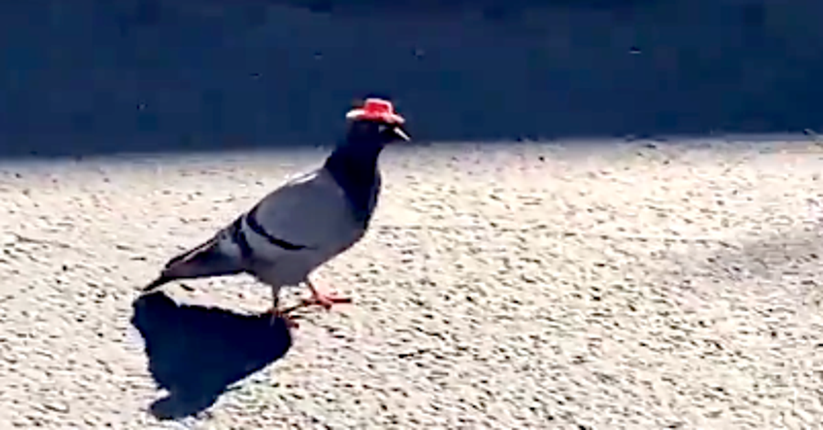 Nobody Knows Why There Are Pigeons In Cowboy Hats Roaming Las Vegas ...