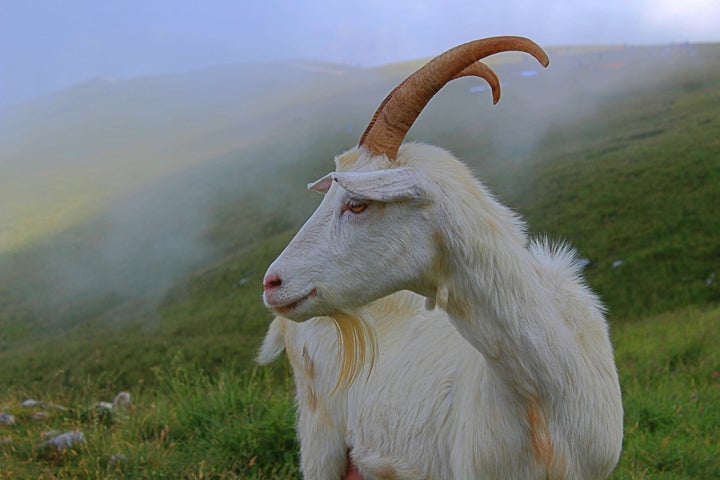 16살에 염소를 샀던 소녀의 11년 후의 모습 | 허프포스트코리아 LIFE