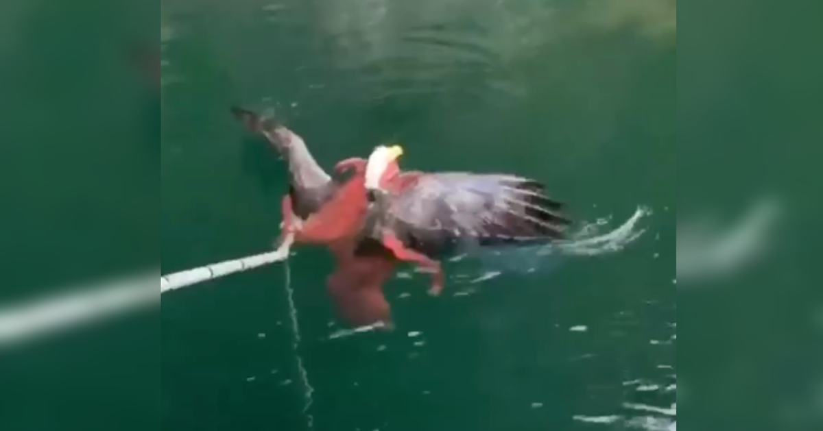Octopus Attack On Bald Eagle In B.C. Caught On Camera (VIDEO ...