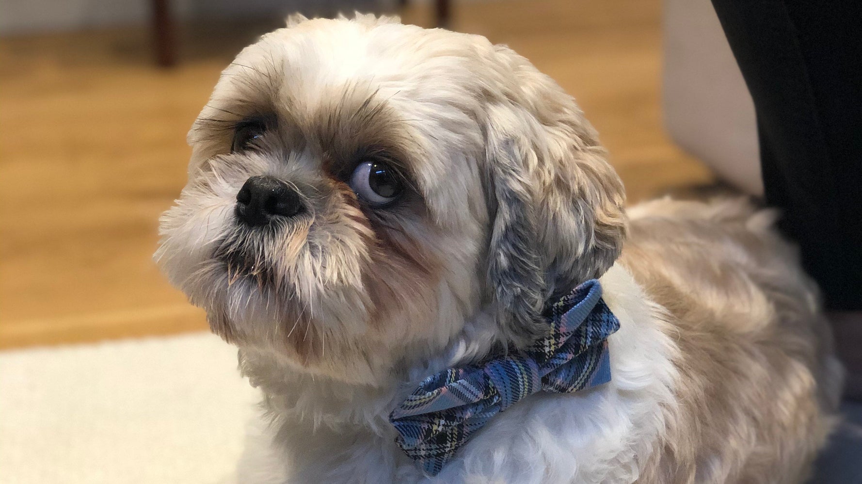 My Rescue Mutt Had To Learn How To Eat. This Anti-Gobble Dog Bowl ...
