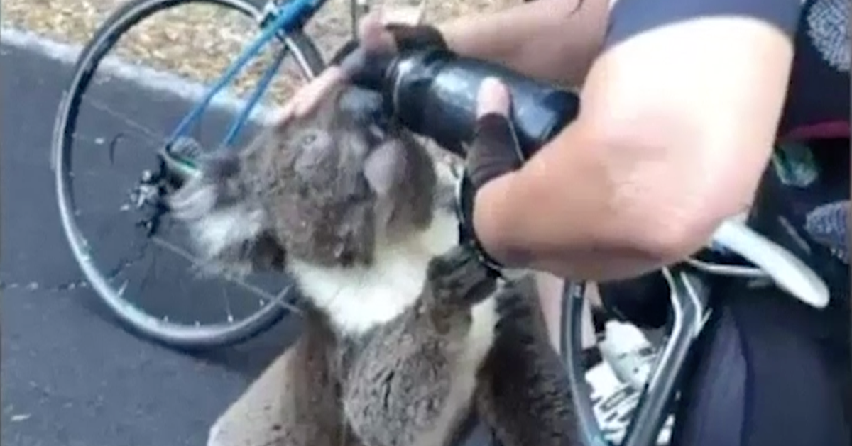 Watch This Koala Stop Cyclists For Water During Australia's Heat Wave ...
