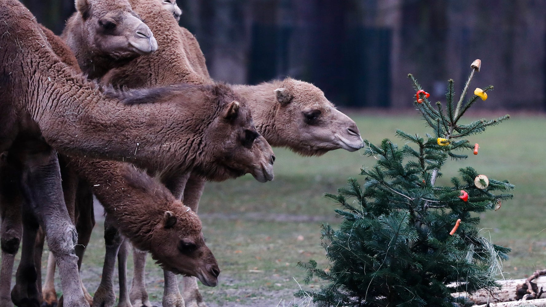 Festin de Noël à base de sapins pour les animaux du zoo de Berlin ...