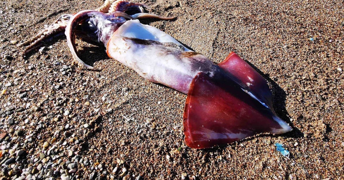 Καλαμάρι γίγας στο Ναύπλιο - Το έπιασε ερασιτέχνης ψαροντουφεκάς ...