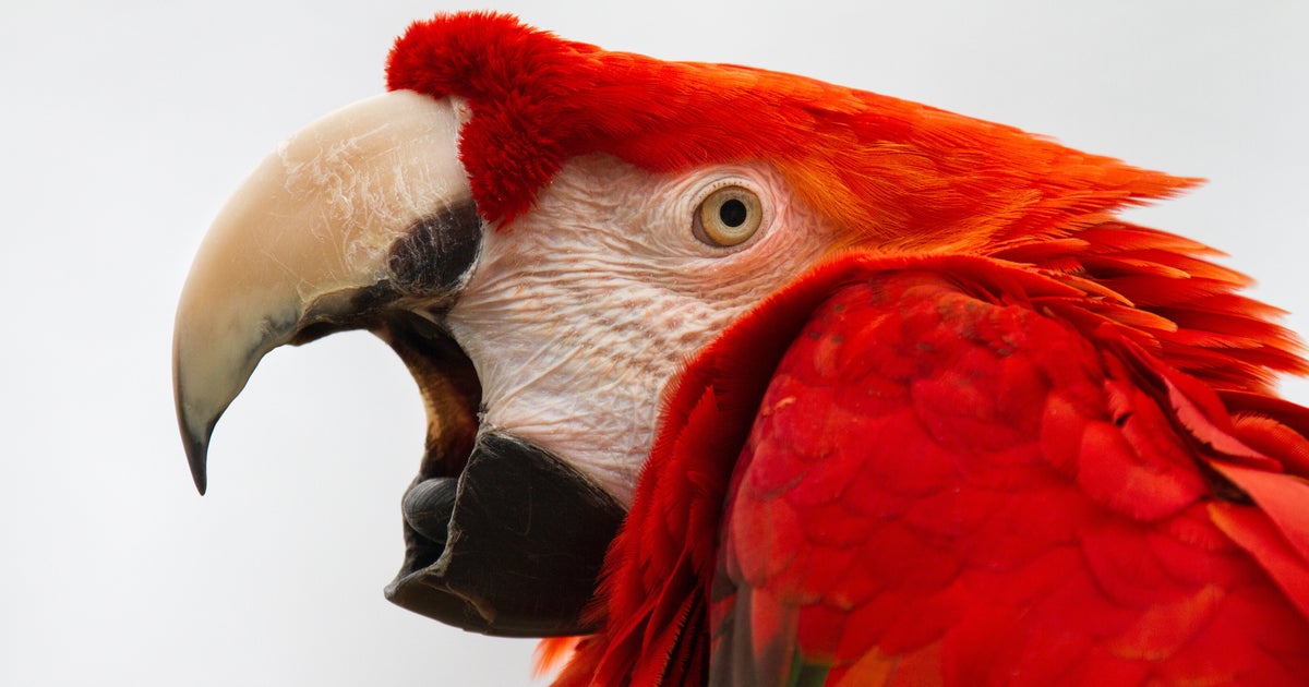 Police Responding To Distress Call Just See Parrot Screaming 'Let Me ...