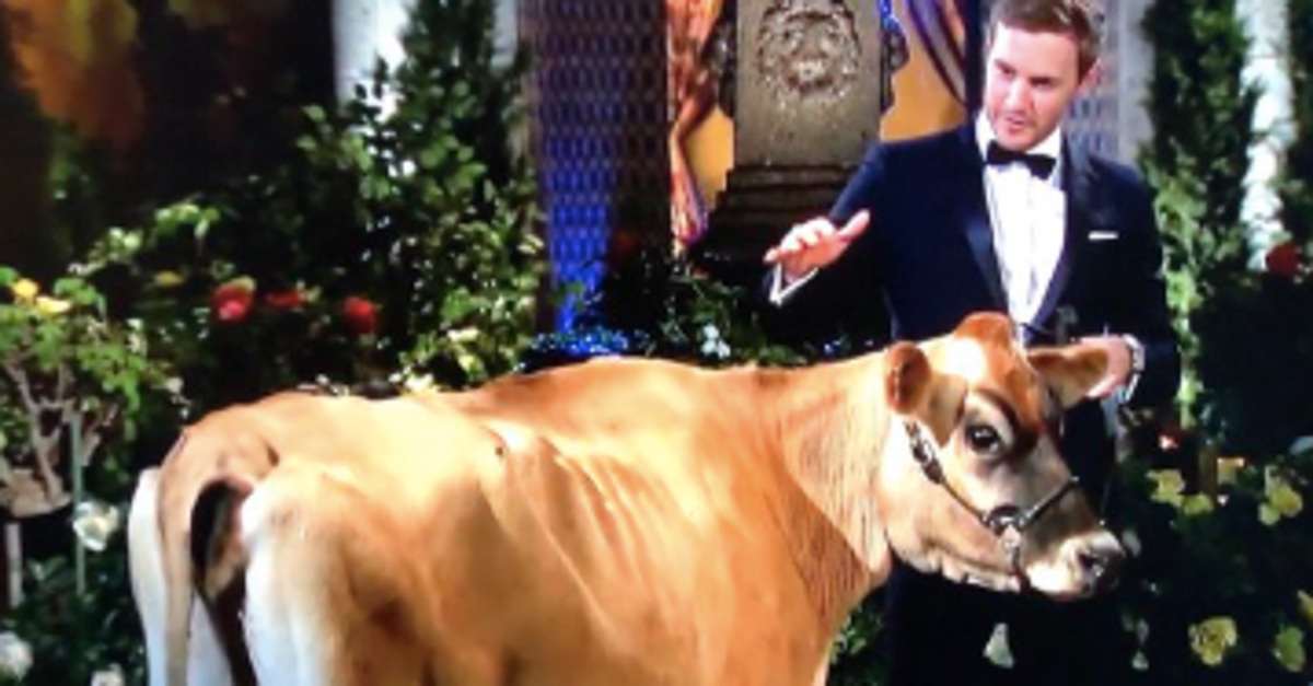 Steer Clear: 'Bachelor' Contender Introduces Her 'Emotional Support Cow ...