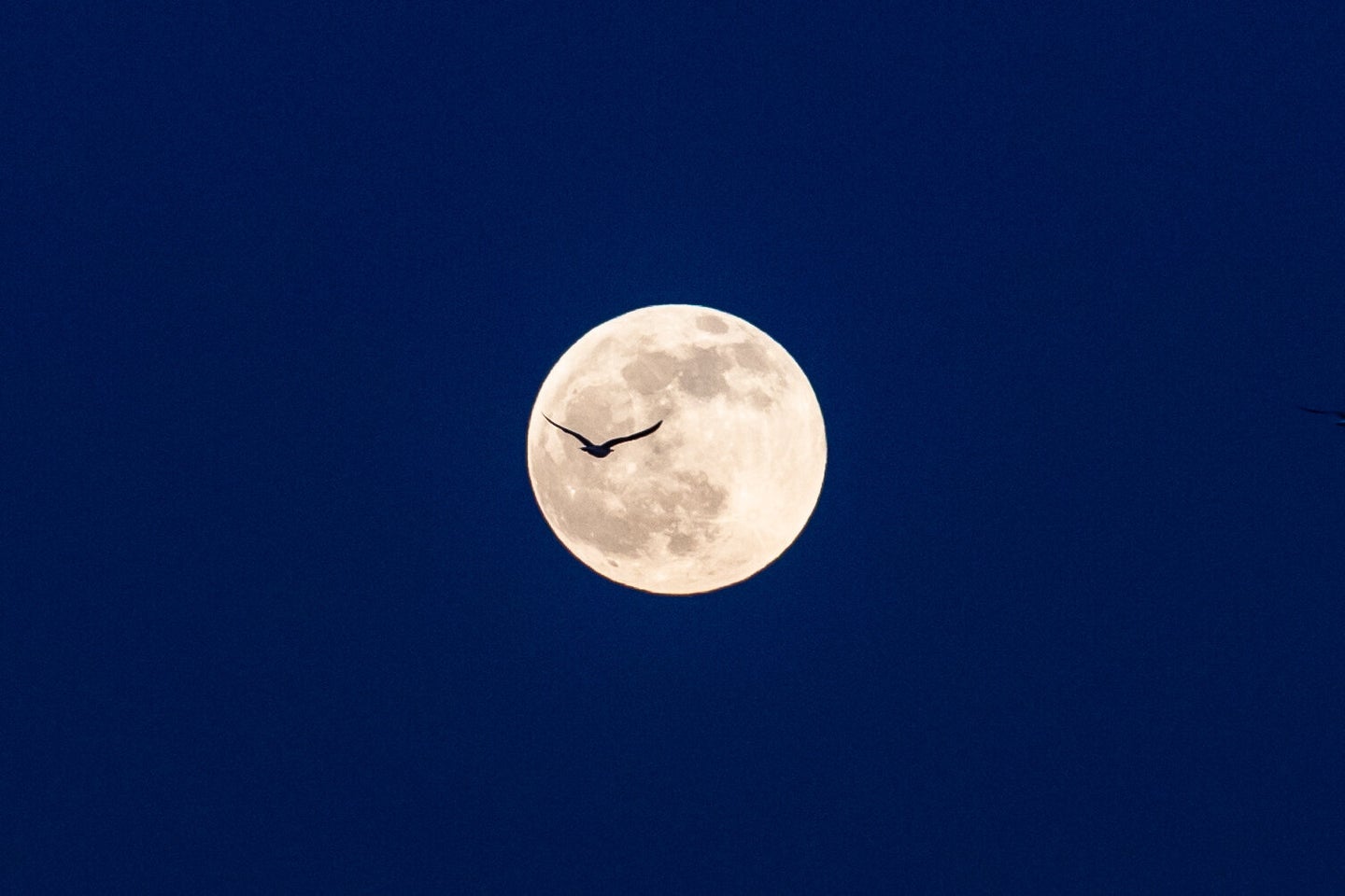 First Full Moon Of 2020 Is A Striking Celestial Sight | HuffPost Latest ...