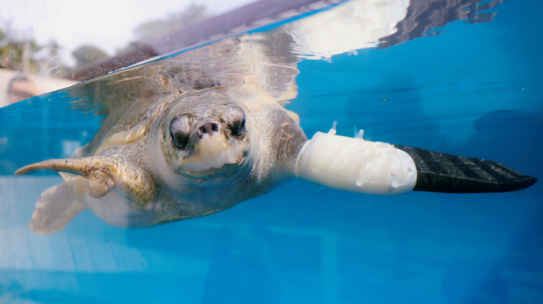 Goody The Sea Turtle Learns How To Swim Again With A Prosthetic ...