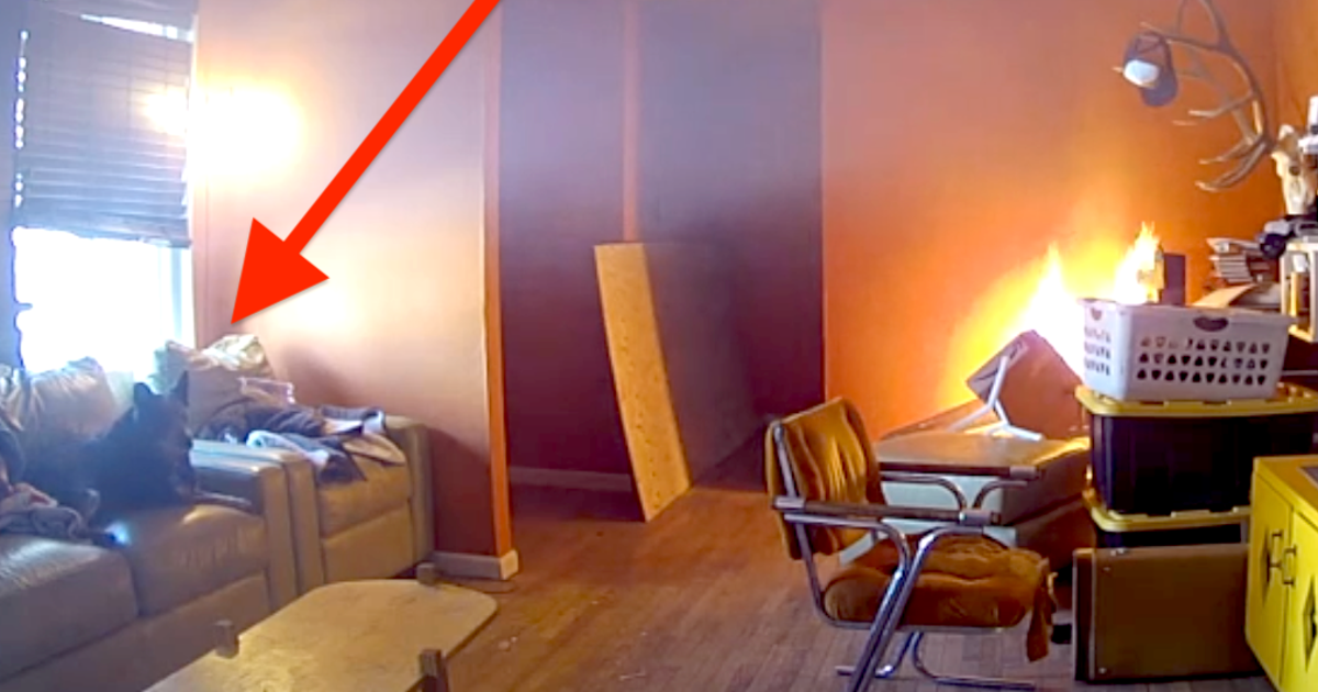 Puppy Starts House Fire, Sits On The Couch And Watches It All Burn ...