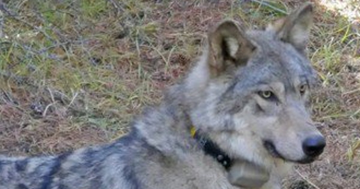 Wolf Who Traveled Thousands Of Miles In Search For Mate Or New Pack ...