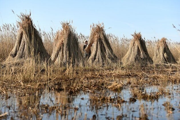 Reed Cutters Start Harvesting Work On The Norfolk Broads | HuffPost UK