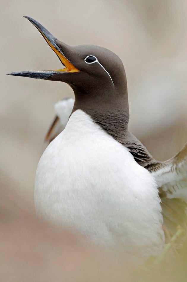 Best Seabird Breeding Season For Outer Hebrides Island Since 2000 ...
