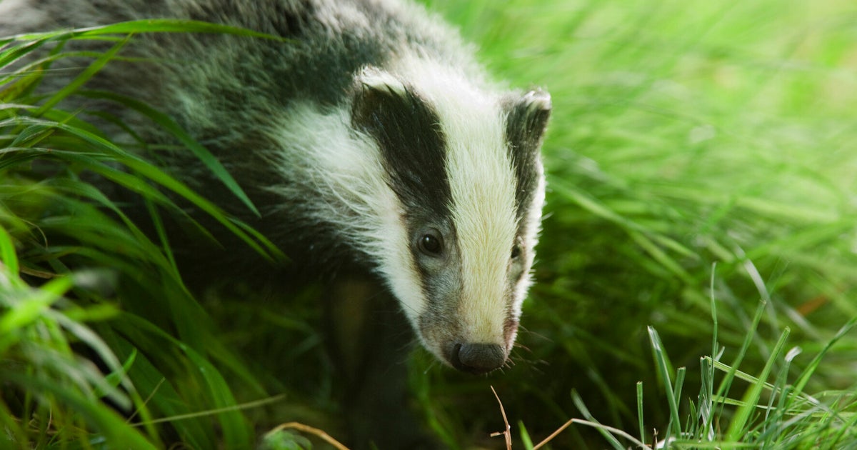 Badgers... Time for Evidence-Based Policy Rather Than Policy-Based ...