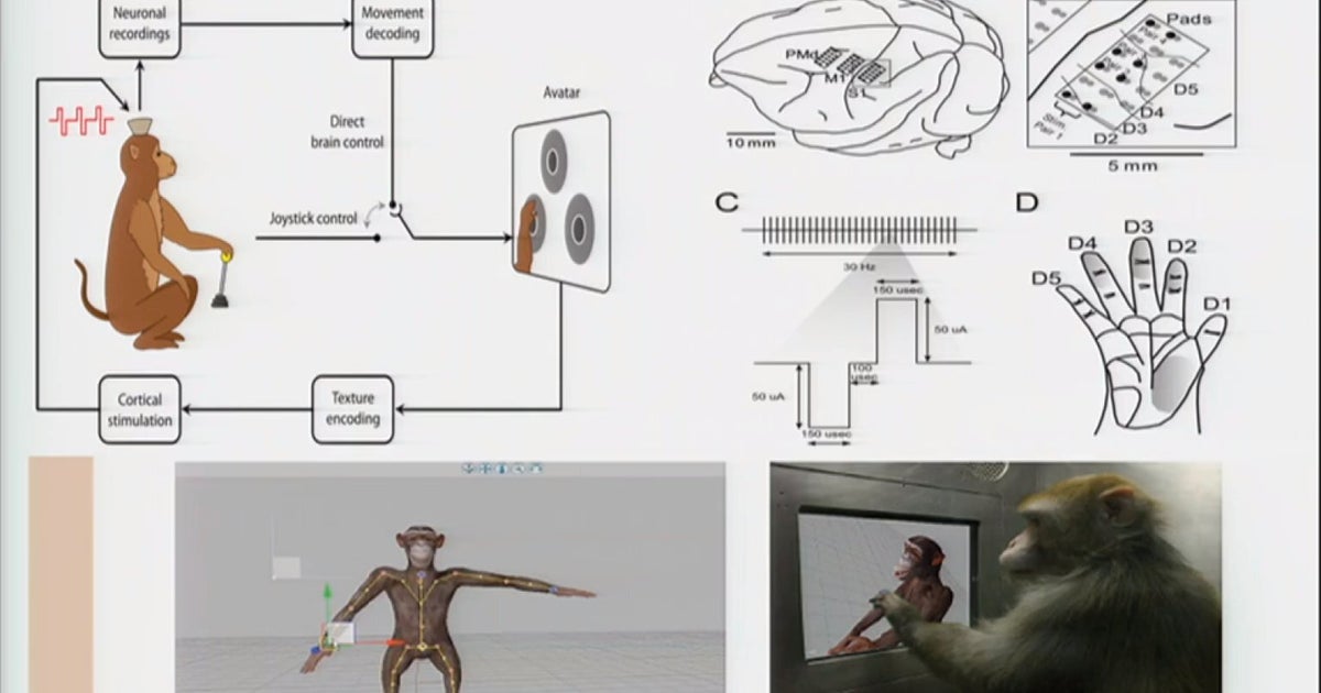 Monkey Controls Robot 7,000 Miles Away With Its Mind (VIDEO) | HuffPost ...