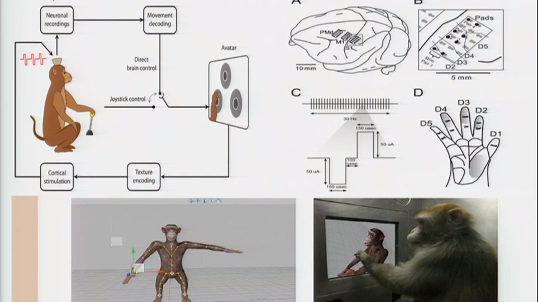 Monkey Controls Robot 7,000 Miles Away With Its Mind (VIDEO) | HuffPost ...