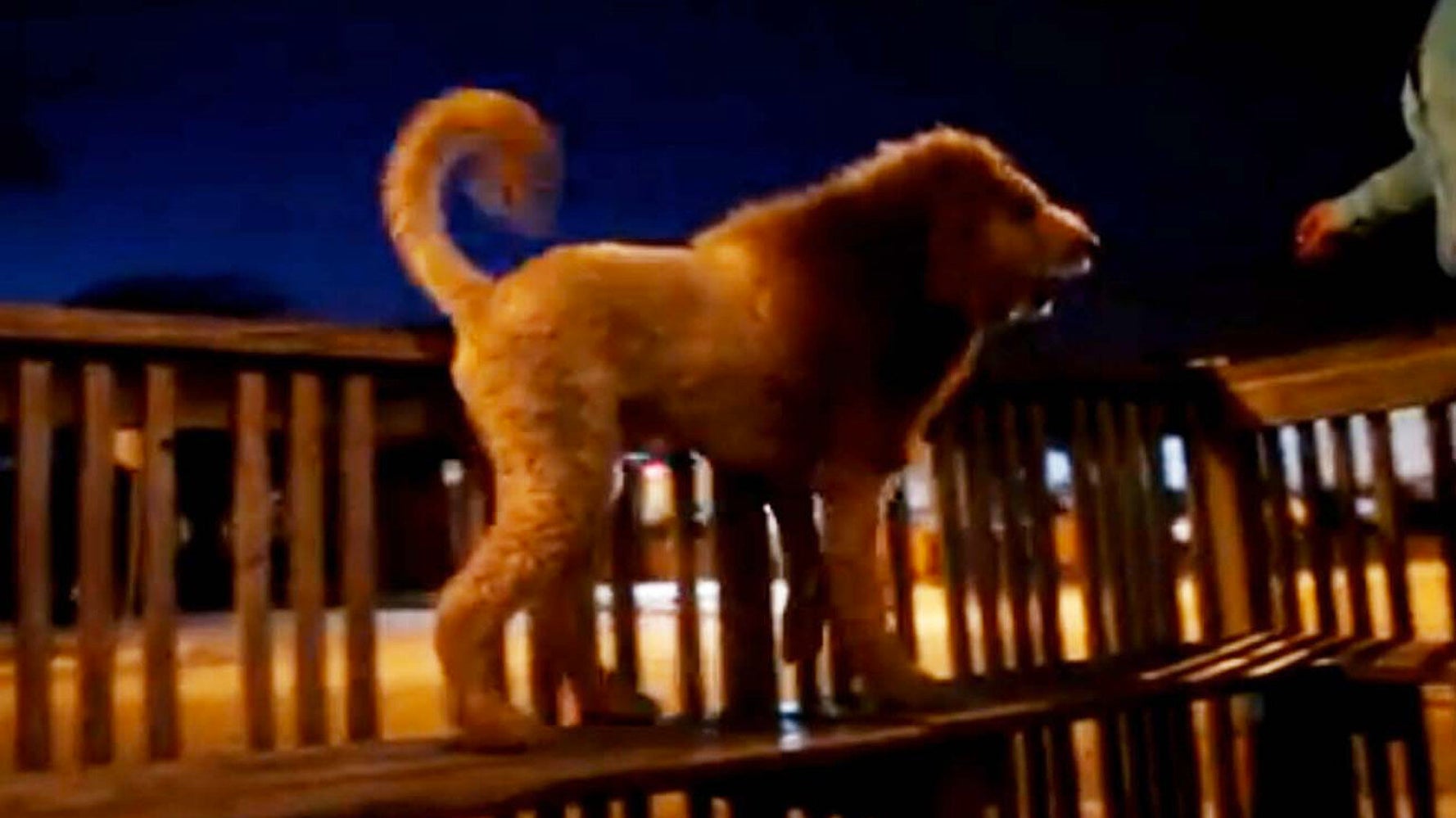 Labradoodle 'Charles The Monarch' Sparks Panic & Police Calls After ...