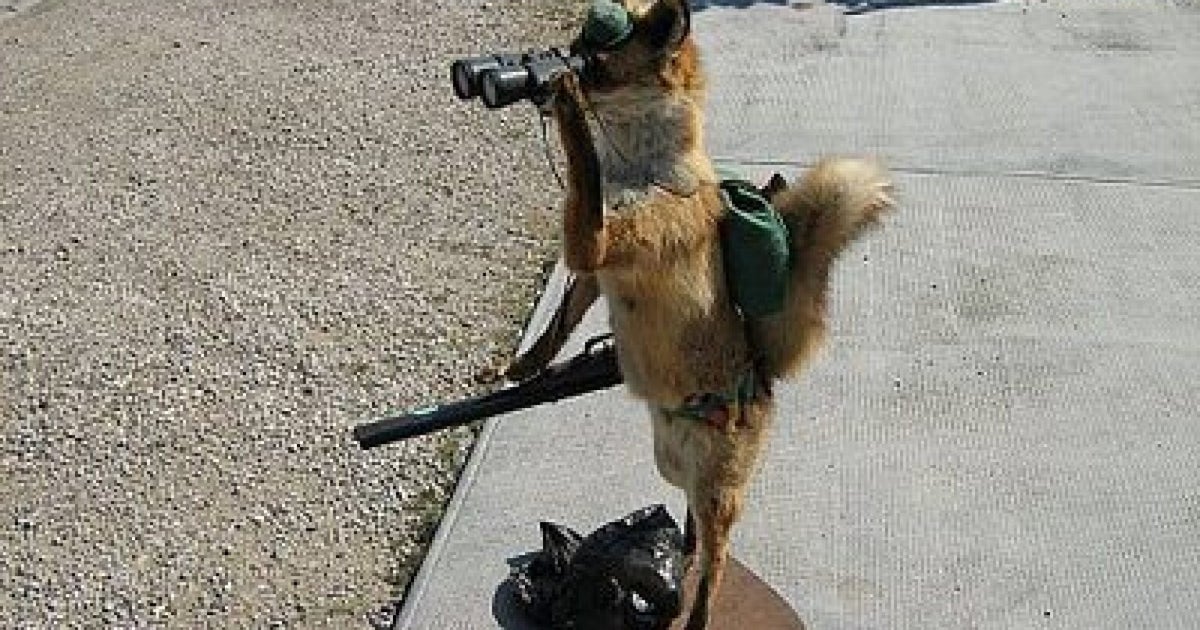 Badly Stuffed Foxes: Even More Terrible Taxidermy (PICTURES) | HuffPost ...