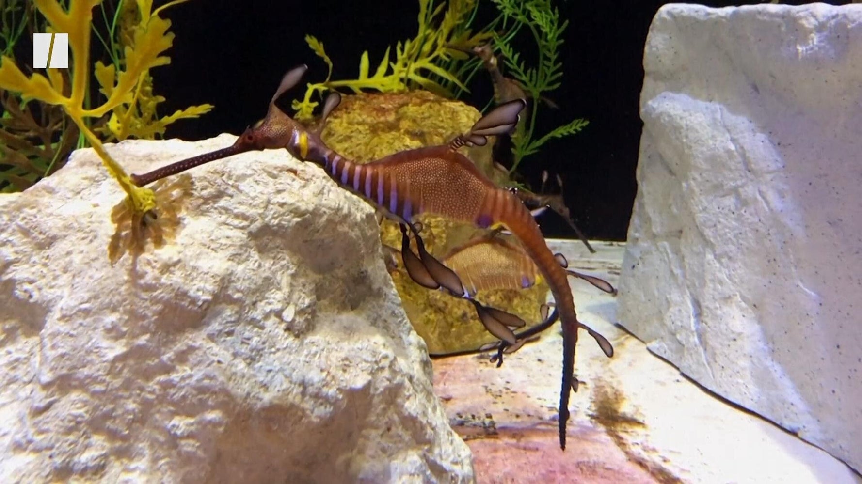 Extraordinary Sea Dragons Breed | HuffPost Videos