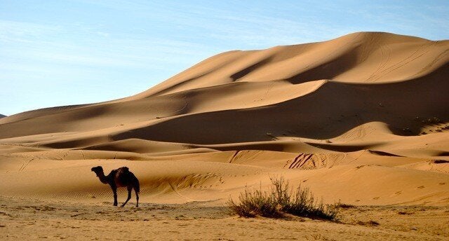 Environmental Challenges Have Arabian Gulf Countries Taking the Long ...