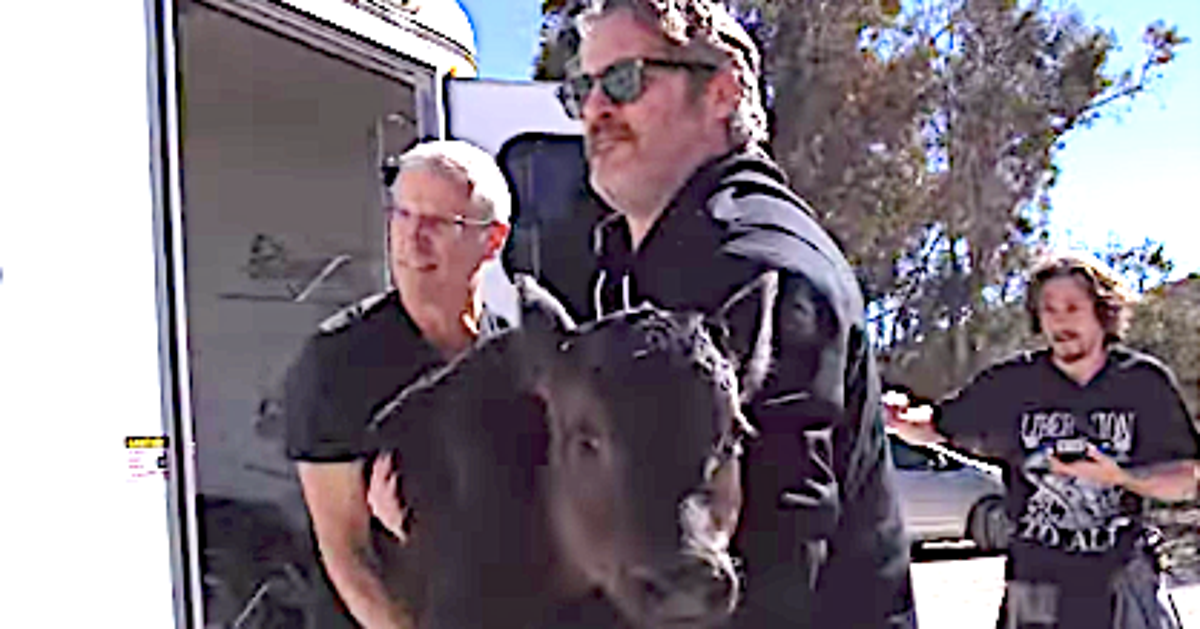 Joaquin Phoenix Celebrates Oscar With Incredibly Moving Rescue Of Cow ...