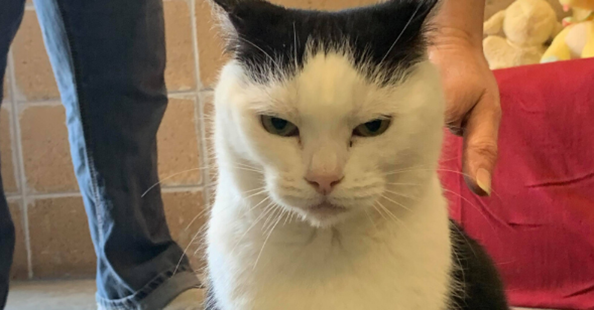 The 'World's Worst Cat' Is Now Living The Good Life. Here's How She Won ...