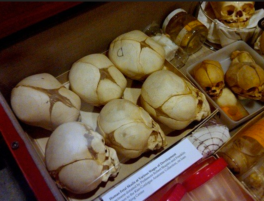 Happy Obscura Day! Who Wants To Play With This 3-Eyed Dog? | HuffPost ...