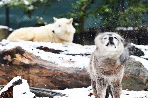 Pandas Snow Day At National Zoo | HuffPost DC
