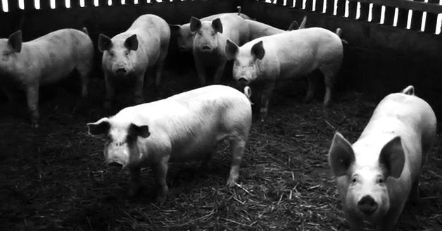 Matthew Herbert's 'One Pig' Radio Edit: Tracking The Life Cycle Of A ...
