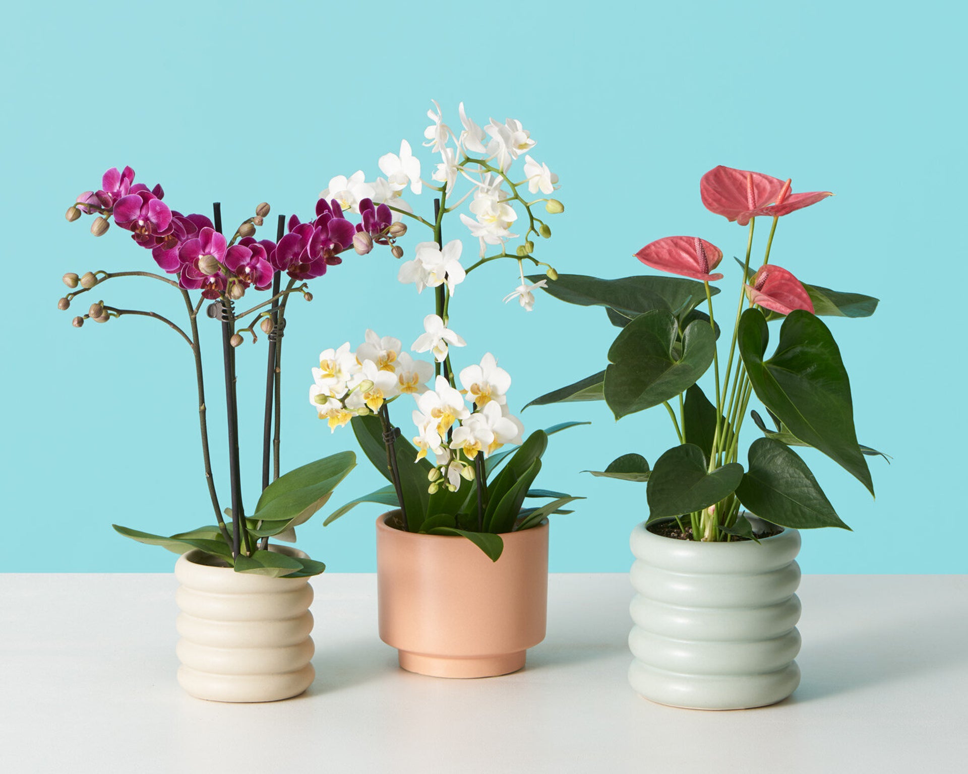 The Best Plant Delivery Services That'll Bring The Outdoors In ...