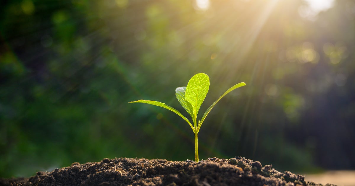 Qué se siente al ser una planta | El HuffPost