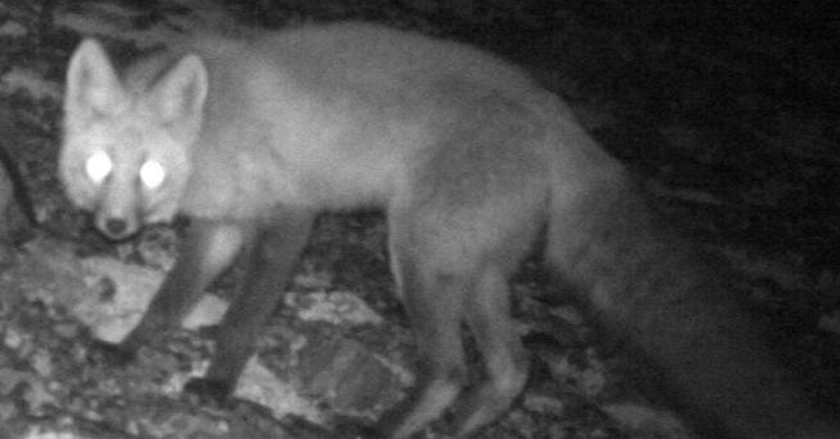 Sierra Red Fox, One Of North America’s Rarest Mammals, Spotted In ...
