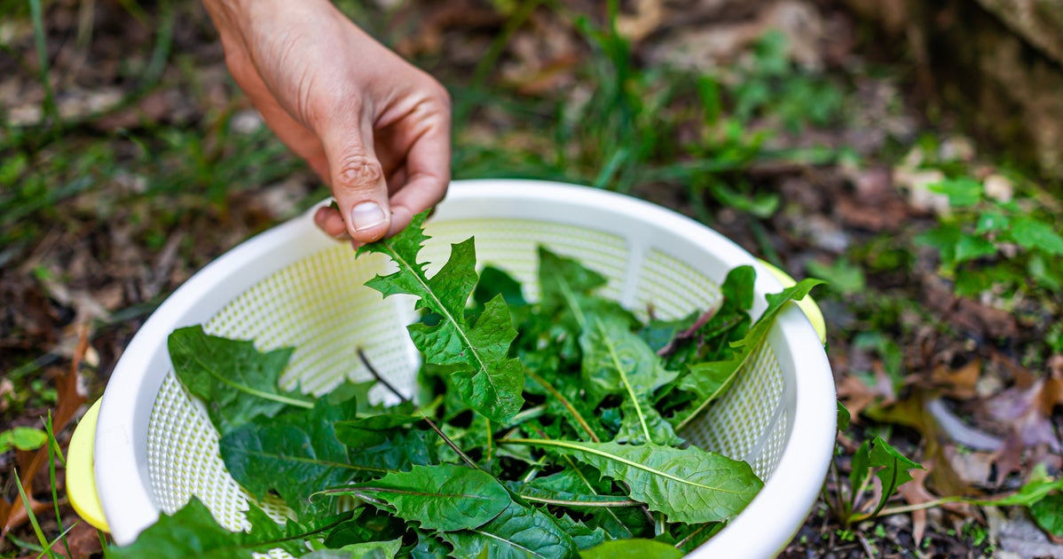 A Beginner’s Guide To Foraging | HuffPost UK Life