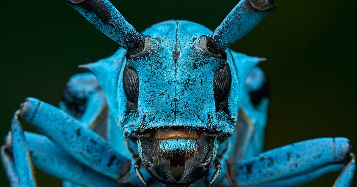Earth's Insect Population Shrinks 27% In Last 30 years | HuffPost Impact