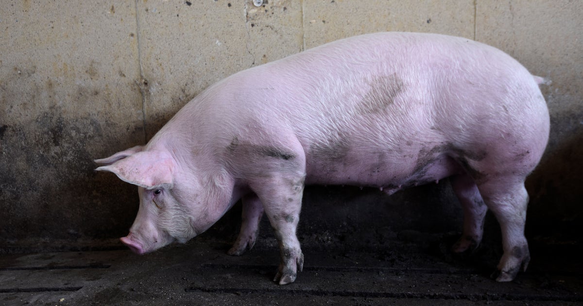 Farmers Resort To Euthanizing And Aborting Piglets Under Pandemic ...