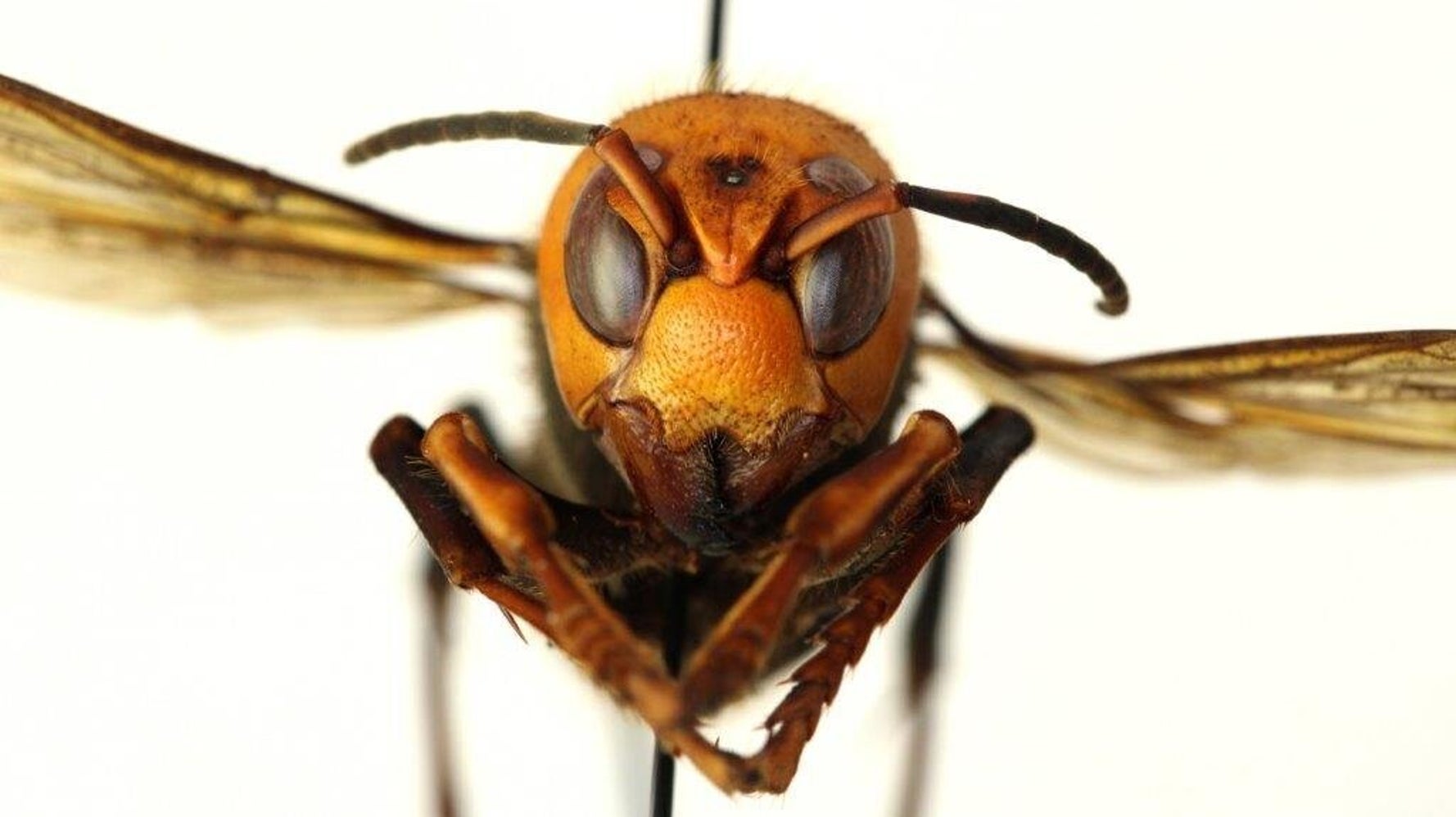 Des «frelons meurtriers» repérés au Canada | HuffPost Nouvelles