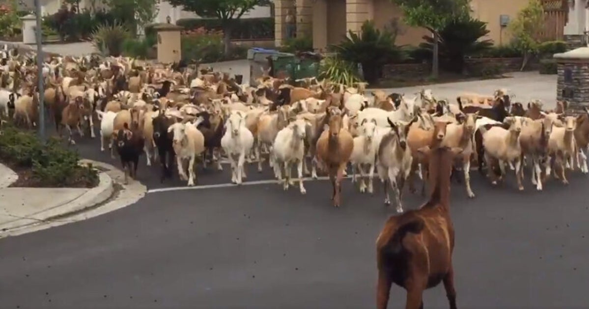 Massive Horde Of Goats Escapes, Runs Amok In California Neighborhood ...