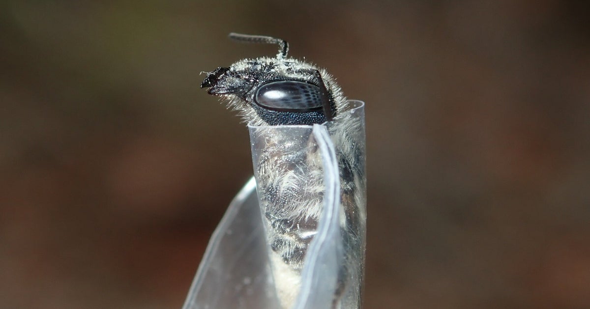'Ultra-Rare' Blue Bee Rediscovered By Researchers In Florida | HuffPost ...