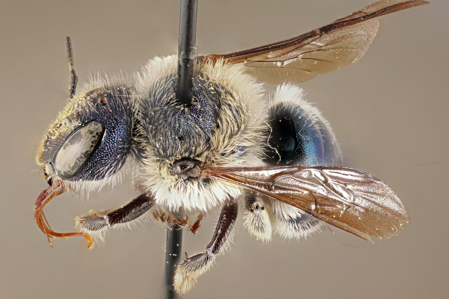 'Ultra-Rare' Blue Bee Rediscovered By Researchers In Florida | HuffPost ...