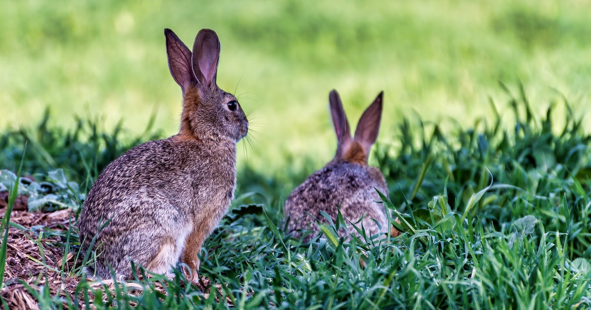 Rabbits In The U.S. Are Facing A Deadly New Virus Outbreak Of Their Own ...