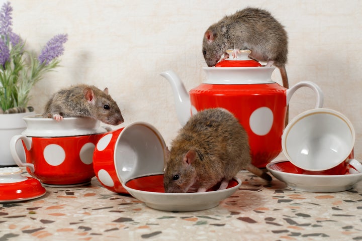 CDC Warns Of 'Aggressive Rodent Behavior' As Lockdown Eases | HuffPost ...
