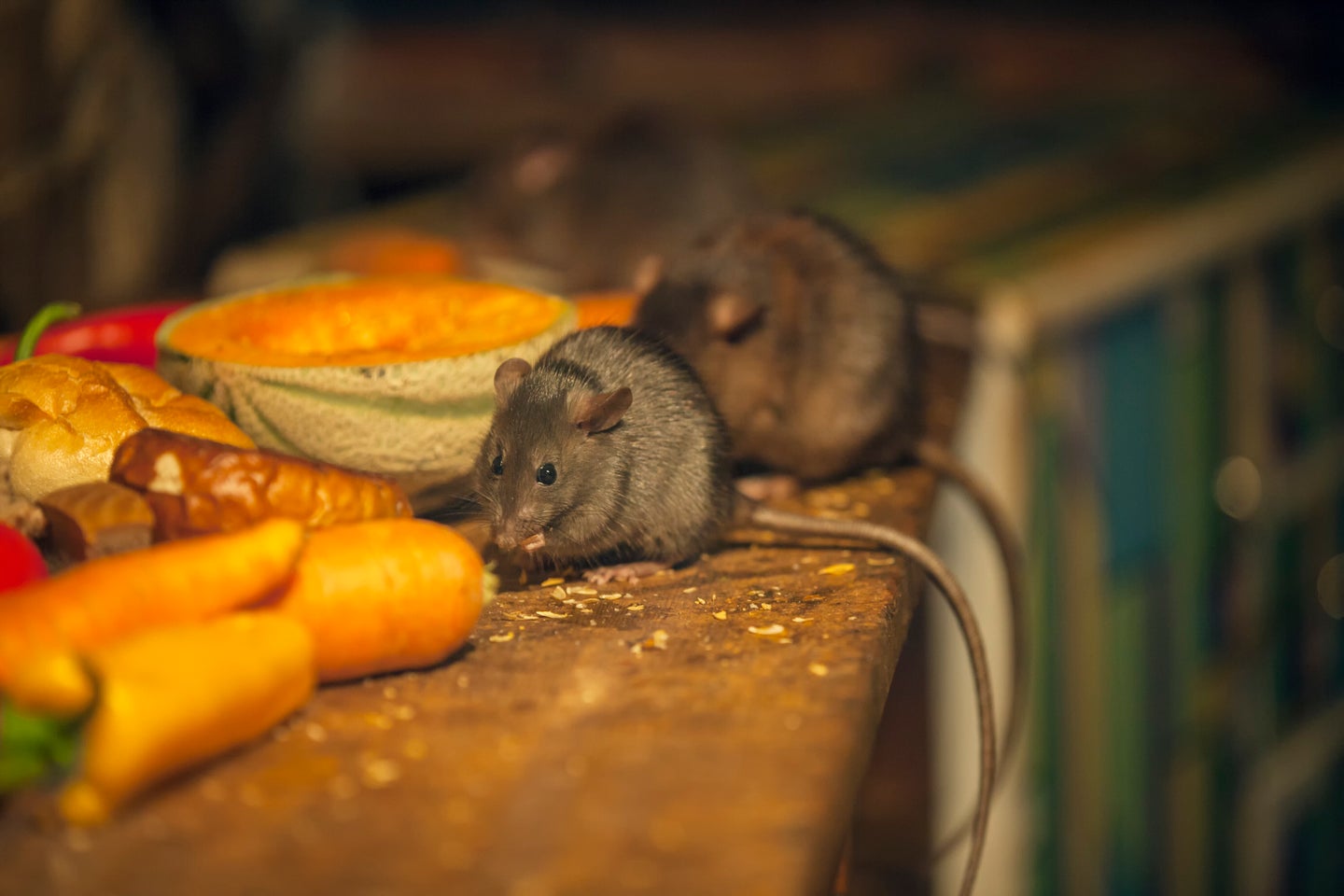 CDC Warns Of 'Aggressive Rodent Behavior' As Lockdown Eases | HuffPost ...
