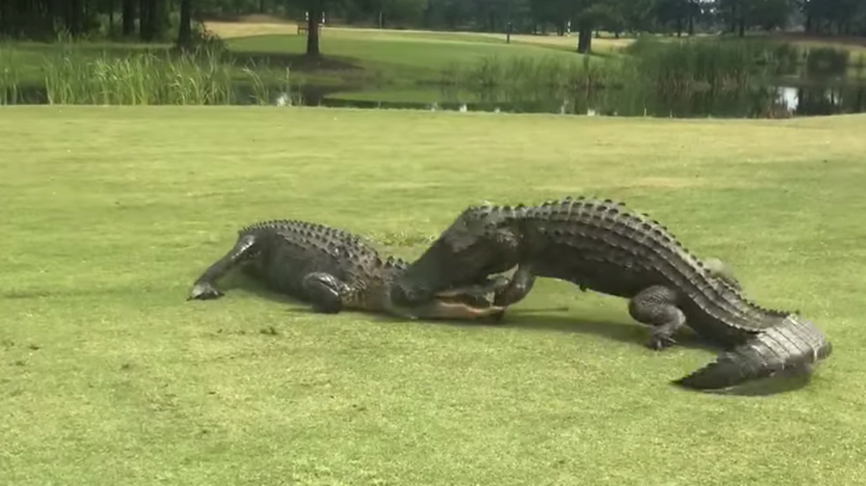 Alligators Fight On Golf Course's 18th Hole. It Must Have Been A Tense ...